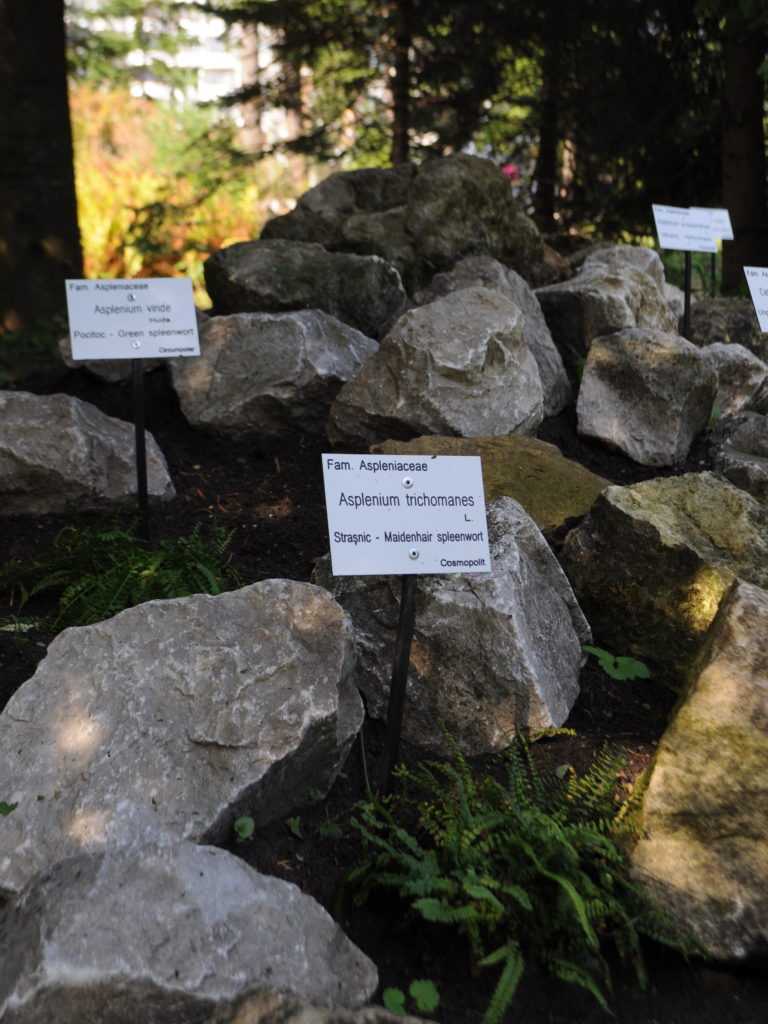 Misiunea noastră - Gradina Botanica