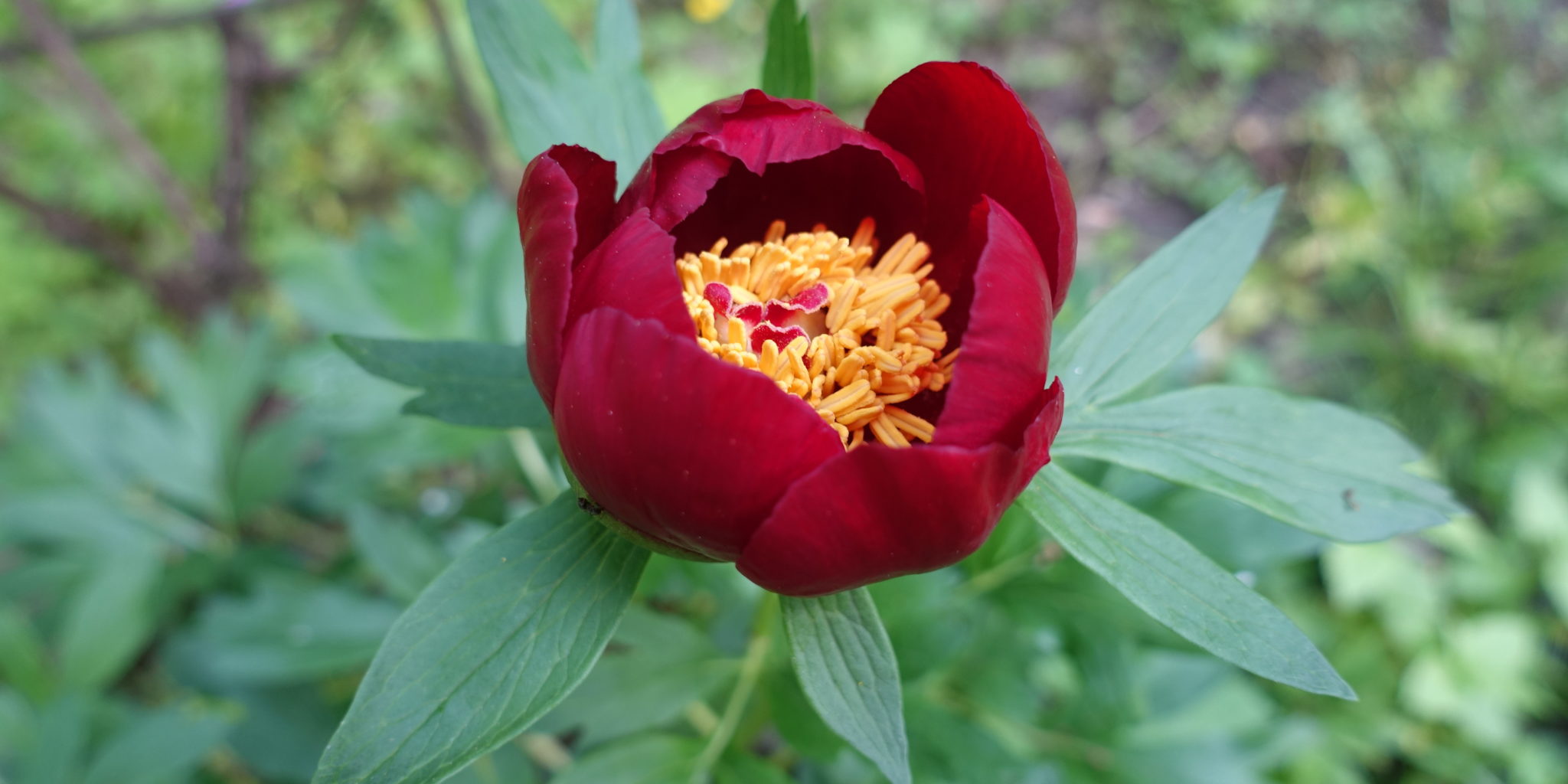 The Romanian flora and vegetation - Gradina Botanica